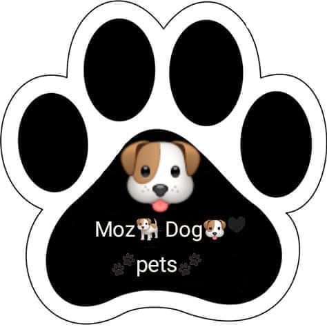 MoZ Dogs pets - WelelaWelela